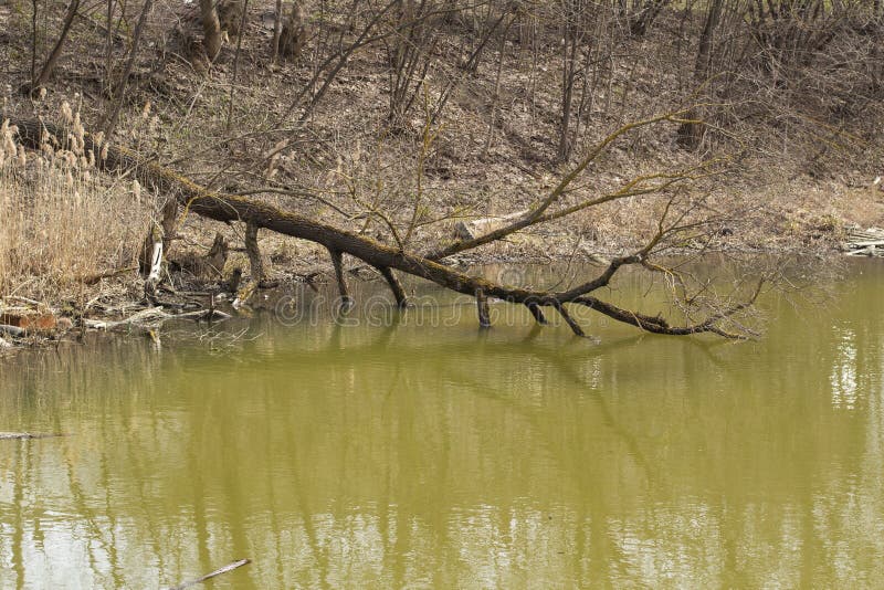 A Tree in the Water. Fallen Dry Tree into the River Stock Image - Image ...