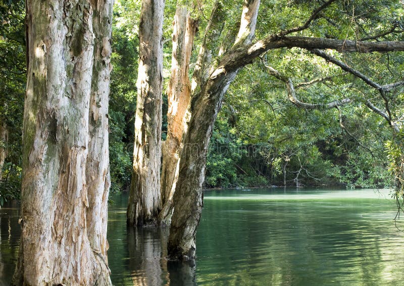 Tree in water stock image. Image of outside, greenery - 20925455