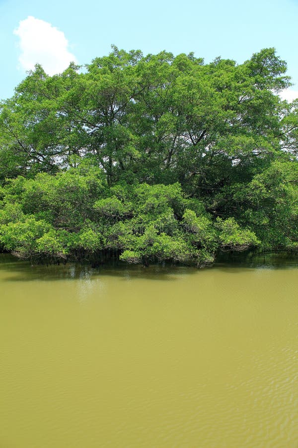 Tree on water stock image. Image of tropical, garden - 39883207