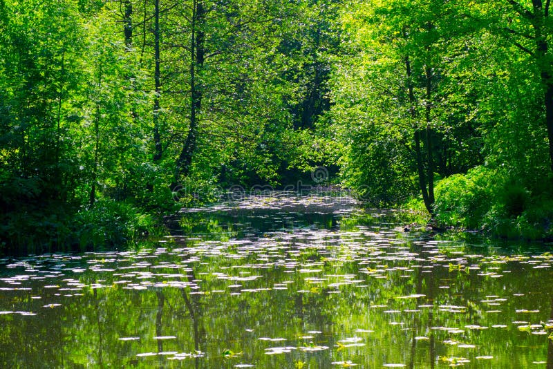 Tree water stock photo. Image of water, reflection, land - 54931232