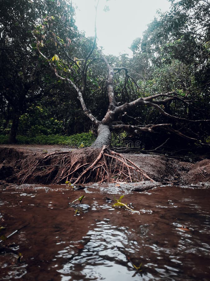 Tree and water stock photo. Image of wilderness, forest - 195480970