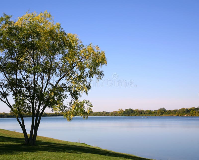 Tree at Water s Edge stock photo. Image of calm, water - 3276882