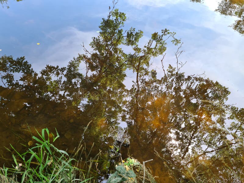 Tree in the water shadow stock photo. Image of grass - 225196400