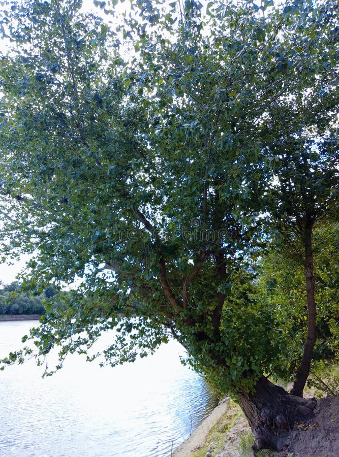 Tree by the Water on the Shore Stock Image - Image of shore, natural ...