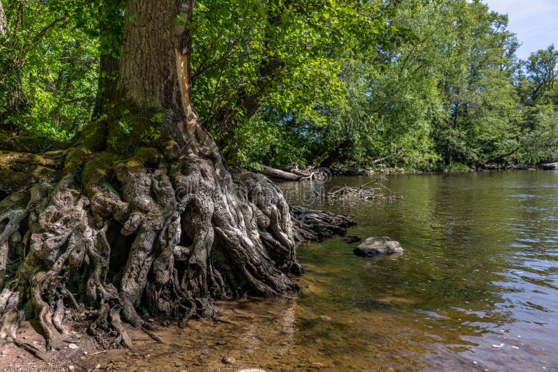 14,405 Roots Tree Water Photos - Free & Royalty-Free Stock Photos from ...