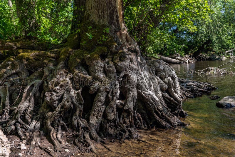 Small and Beautiful Stream of Water Flowing through Giant Beautiful ...