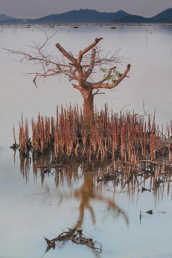 Tree on water stock image. Image of scenic, nature, peace - 56261243