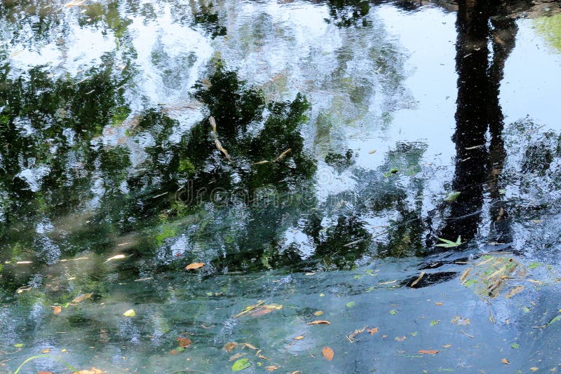 Tree and Water texture stock photo. Image of textured - 95338908