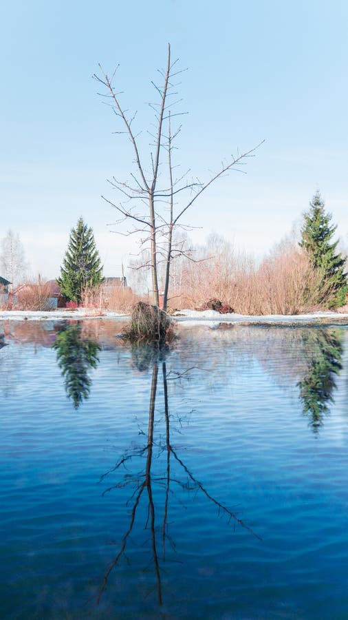 Tree on the water stock photo. Image of river, tree, trees - 90288580