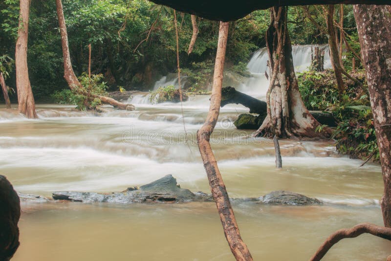 Tree at waterfall. stock image. Image of paradise, beauty - 129548301