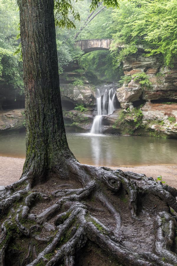 Tree and Waterfall in the Hocking Hills Stock Photo - Image of roots ...