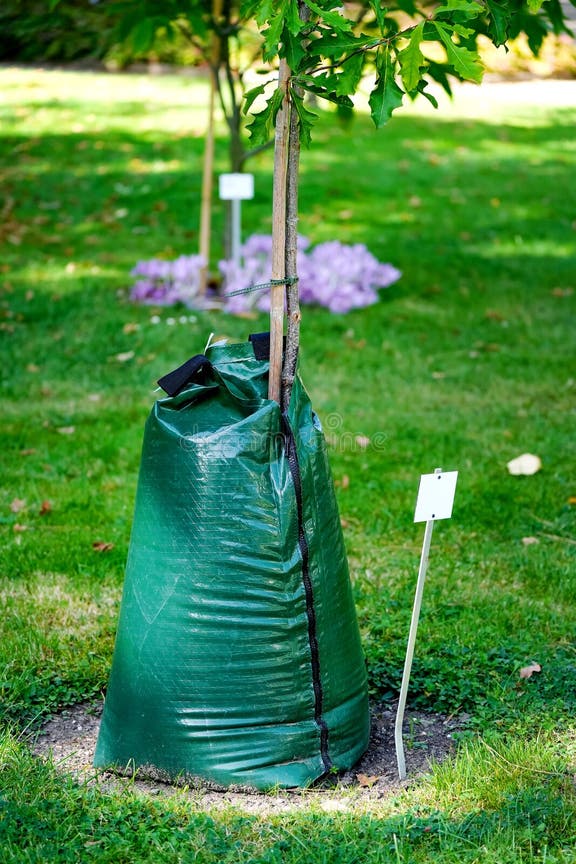 Tree Watering Irrigation Bag on the Tree Full of Water, Tree Bag ...