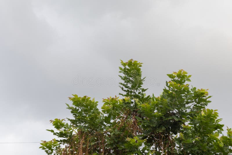 Tree waving on heavy wind stock photo. Image of natural - 145463680