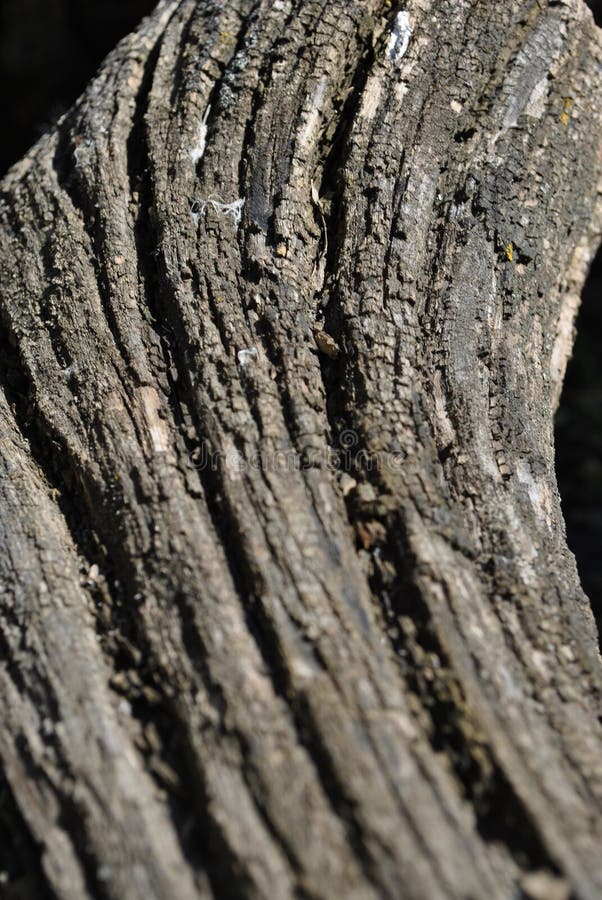 Tree Wavy Lines Texture Close Up, Vertical Background Stock Photo ...