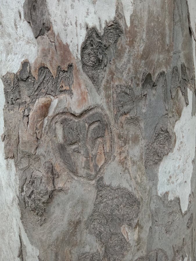 Tree Wavy Texture in the Forest, Textured Background Wallpaper. Stock ...