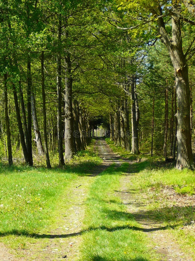 Tree way stock image. Image of forests, green, details - 10871749