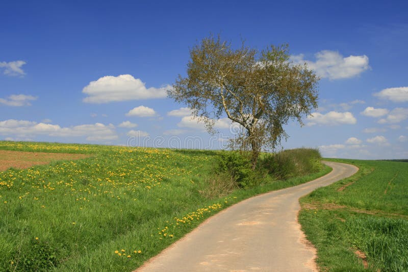 Tree and way stock photo. Image of seasonal, tree, branch - 12151306