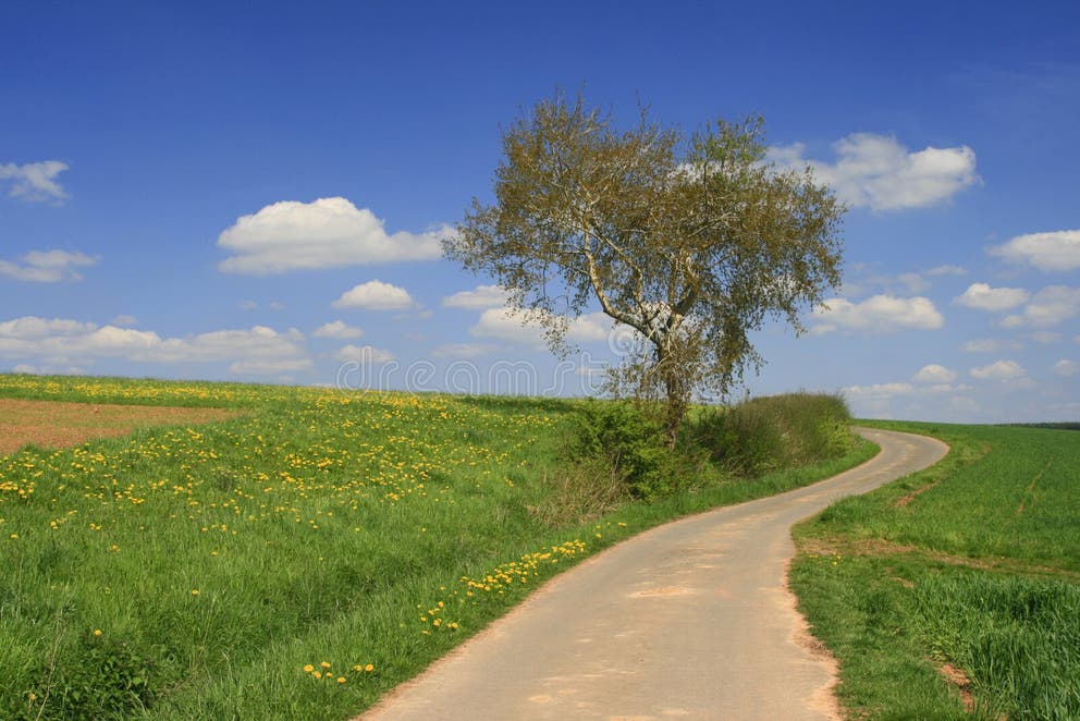 Tree and way stock photo. Image of seasonal, tree, branch - 12151306