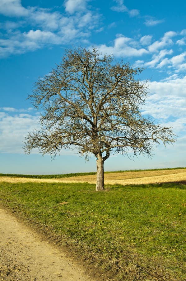 Tree on a way stock photo. Image of tree, meadow, green - 16796982
