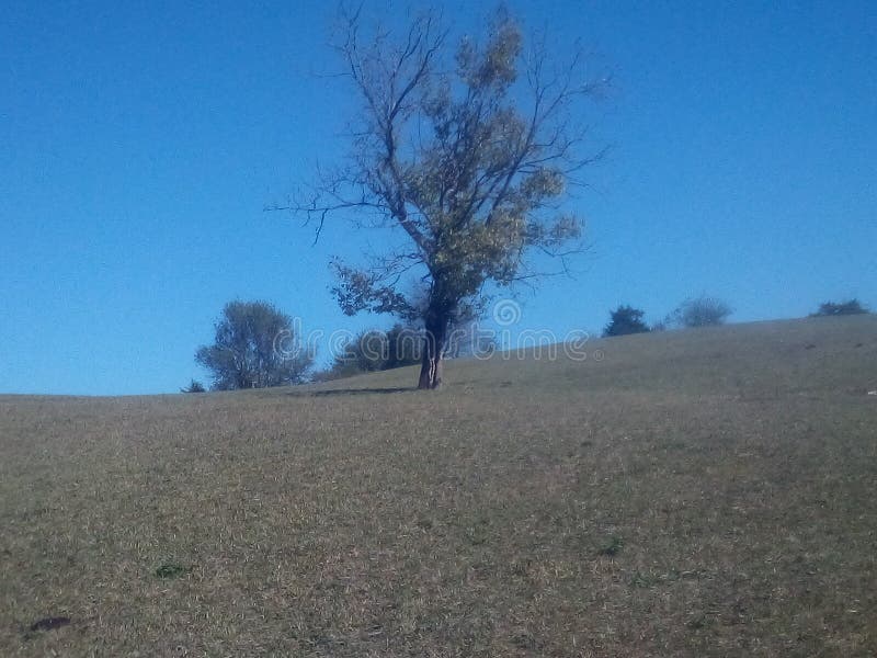 Tree on the way stock photo. Image of steppe, savanna - 178940010