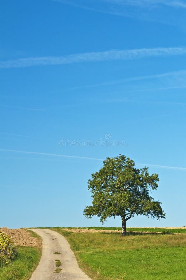 Tree with way stock image. Image of peaceful, green, autumn - 26768961