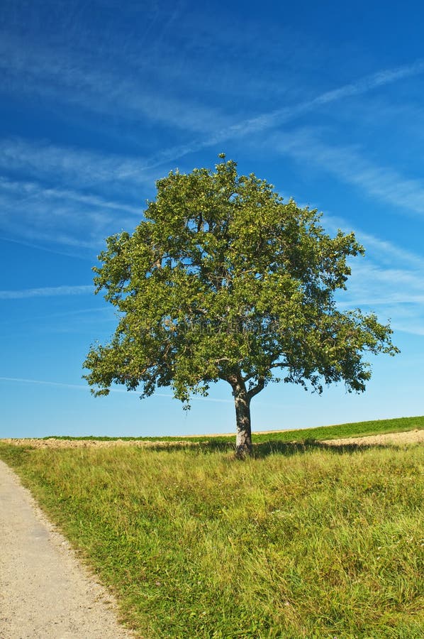 Tree with way stock image. Image of protection, landscape - 26768967