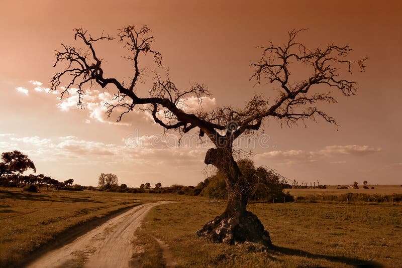 Tree in the way stock image. Image of environment, farmer - 735845
