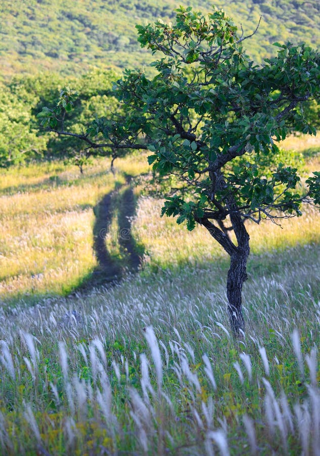 Tree on the way stock image. Image of color, nature, summer - 7514445