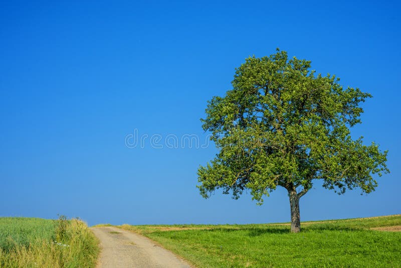 Tree on a way stock image. Image of clear, land, small - 32149199