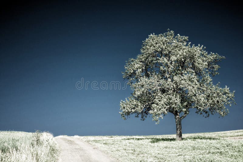 Tree on a Way with a Blue Sky Stock Image - Image of highlands ...