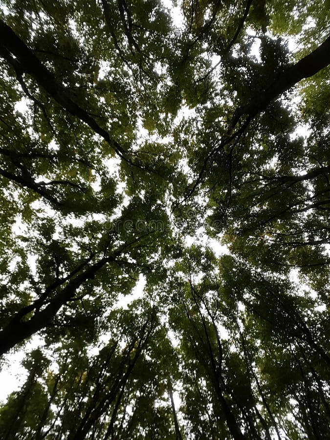 The tree way stock image. Image of close, forest, tree - 75980941