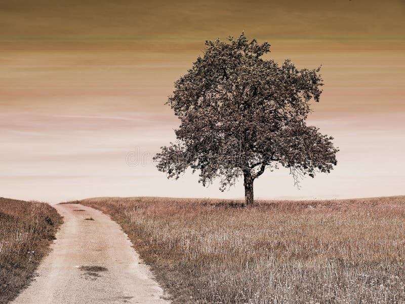 Tree at a way stock photo. Image of country, season, mysteriously ...