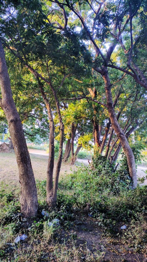 Tree way with sunshine stock image. Image of sunshine - 230566247