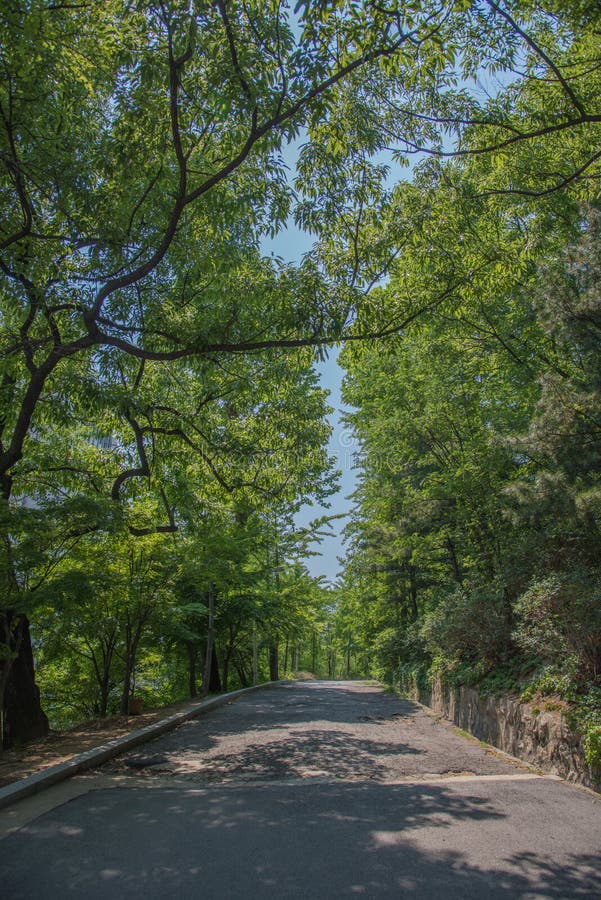 Tree way stock photo. Image of asia, seoul, ewha, womans - 100857612