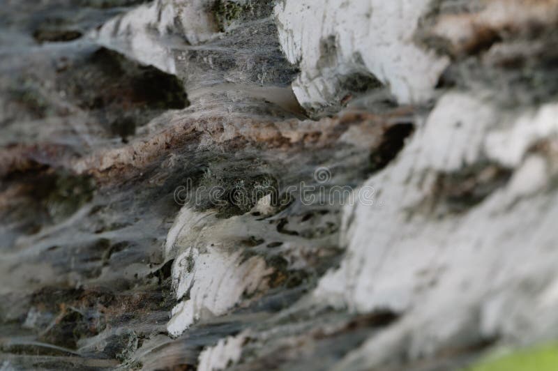 Tree in the web stock photo. Image of black, water, tree - 78272726