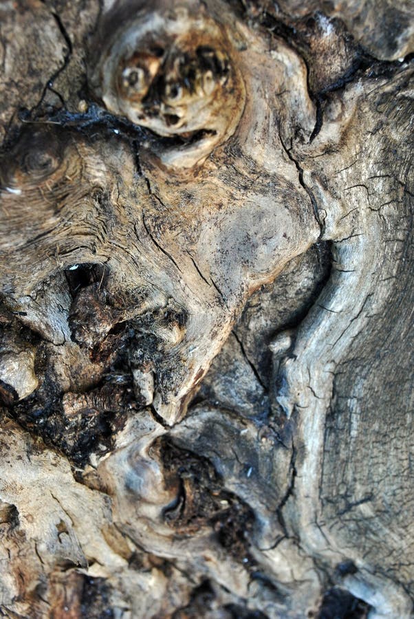Tree Weird Abstract Texture Close Up, Vertical Background Stock Image ...