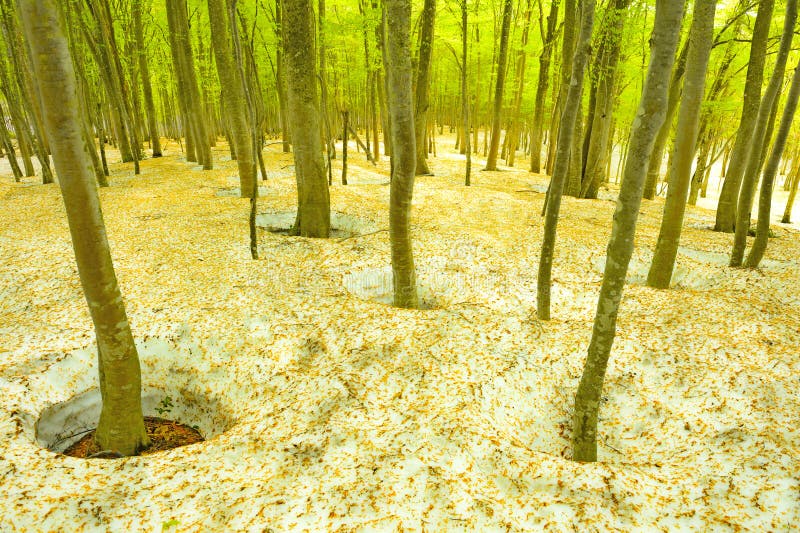 Tree well and new green stock image. Image of tree, remaining - 62707851