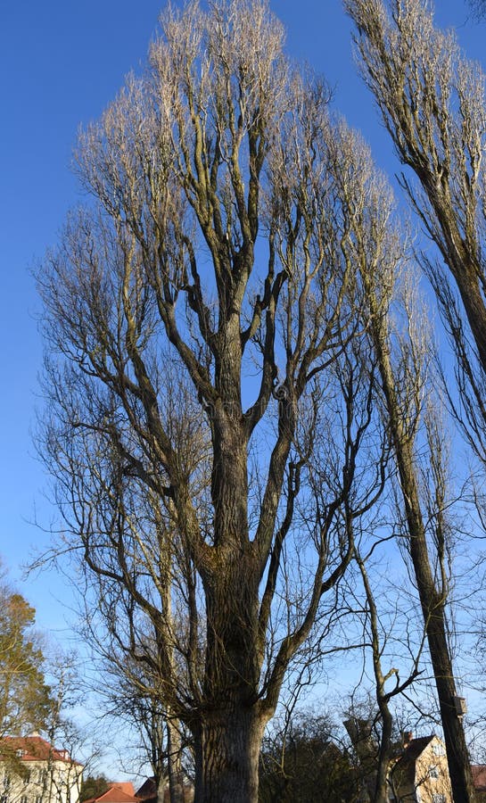 A tree stock image. Image of sweden, cloud, bare, garden - 149207283