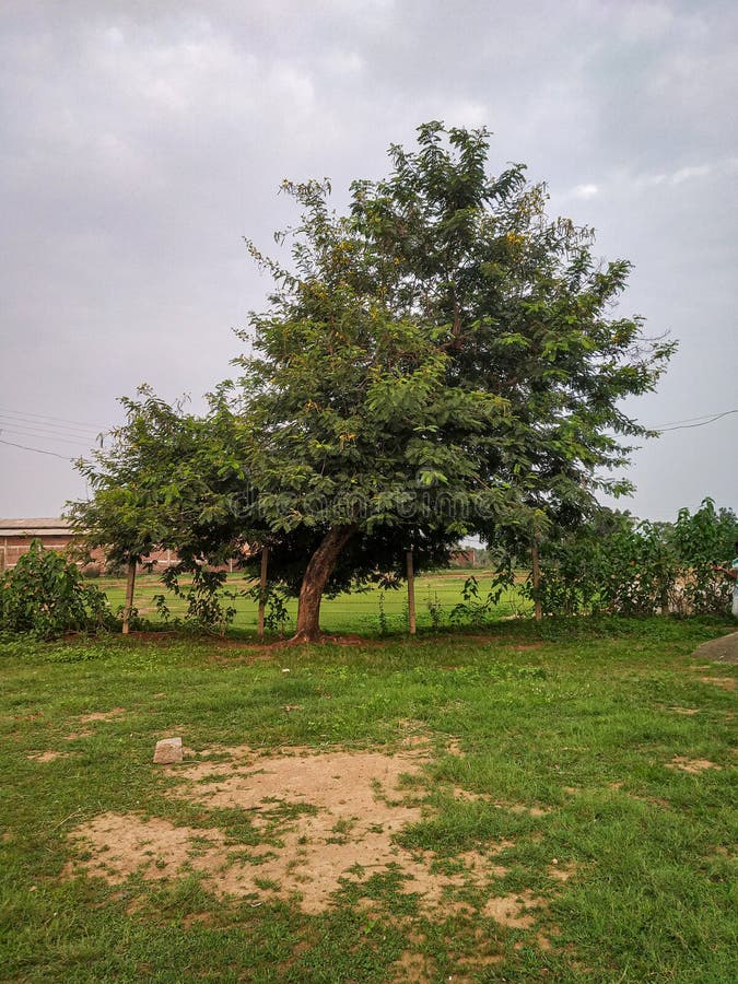 The Tree of the West Indian Elm. Stock Photo - Image of home ...