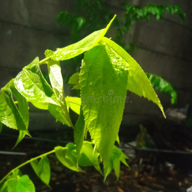 Tree, Wet, Night, Leaf, Green Stock Photo - Image of tree, leaf: 238531460