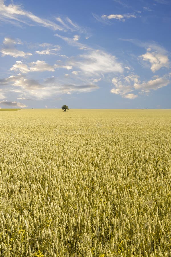 Tree in a Wheat field stock photo. Image of crop, country - 108176586
