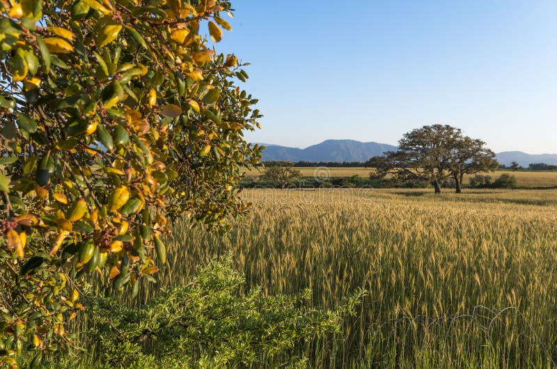 Tree in a Wheat Field at Sunset Stock Photo - Image of bended, sunset ...