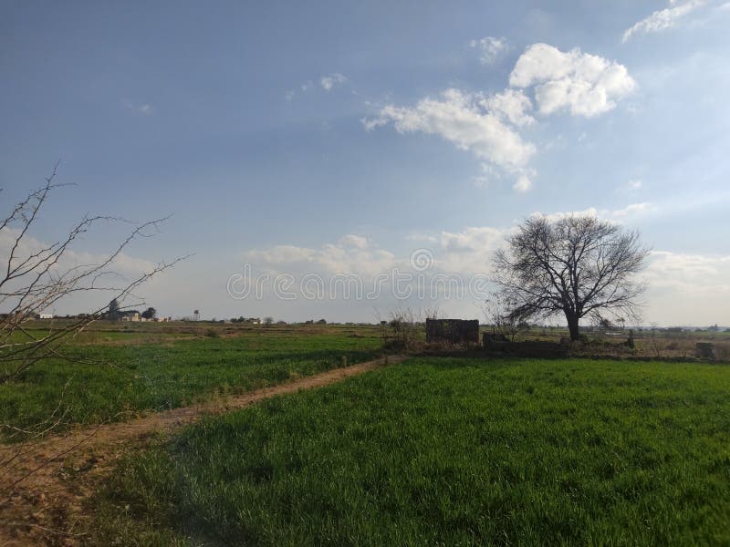 Tree in wheat fields stock image. Image of grassland - 266746835