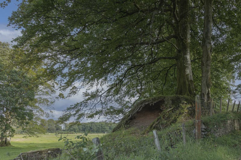 A Tree Where There is a Cave Under the Roots Stock Photo - Image of ...