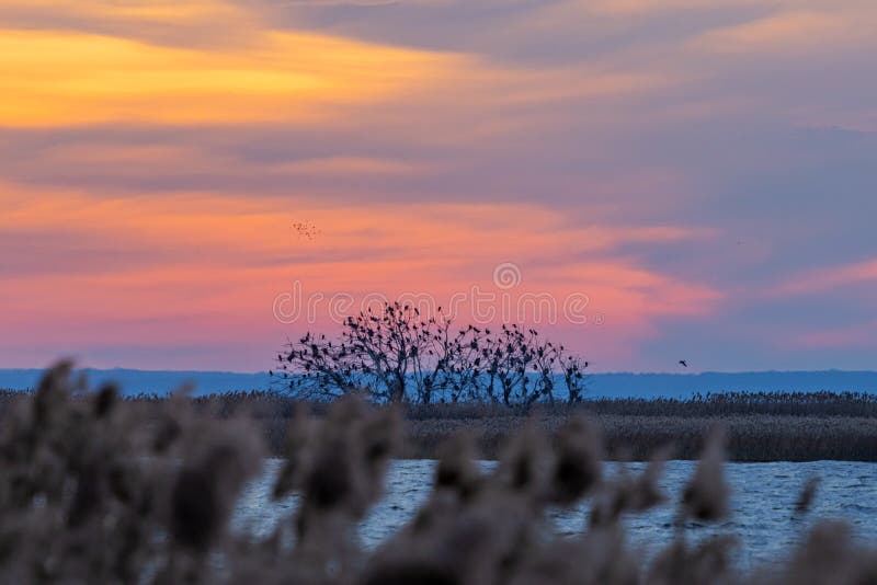 Tree on Which a Flock of Birds Sits on a Background of a Beautiful ...