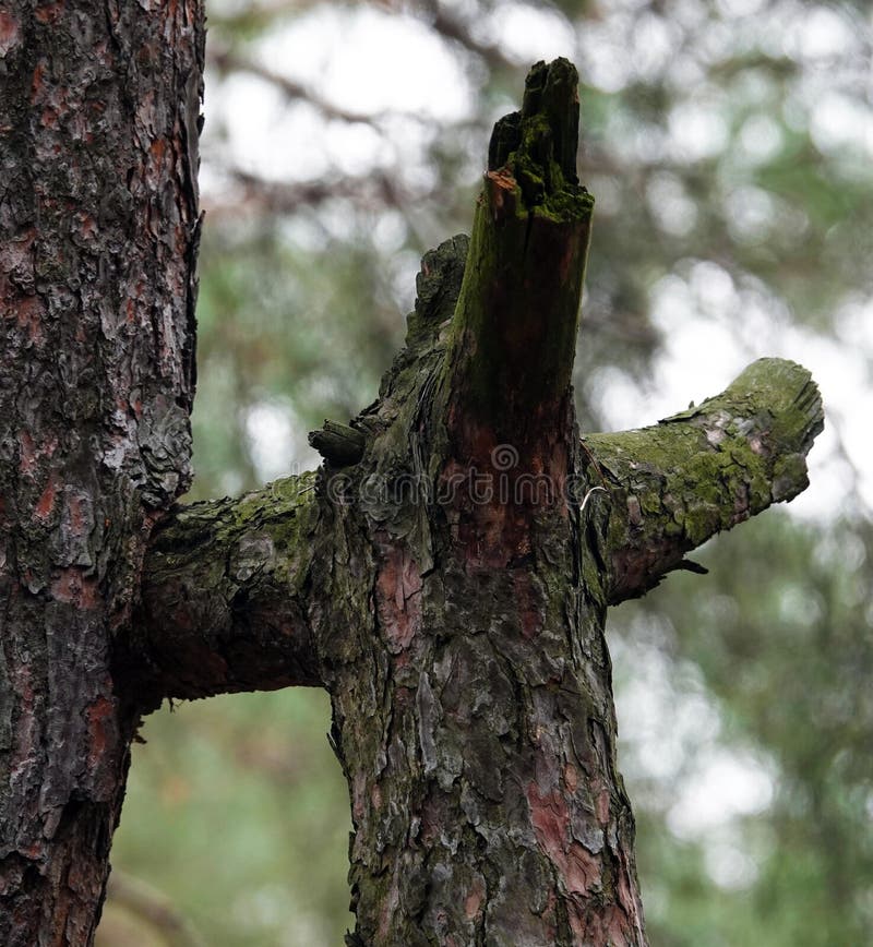 Deer head tree stock photo. Image of fantasy, legs, tourist - 256005358
