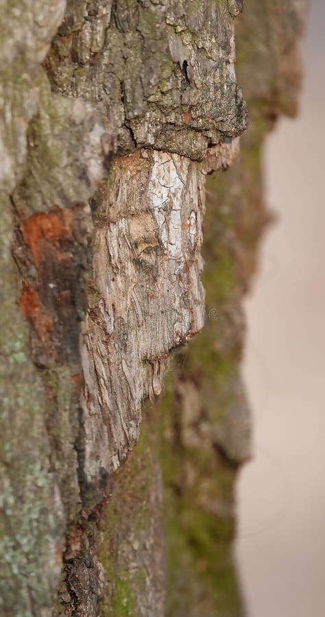 Tree with a human face stock image. Image of guess, muzzle - 255130695