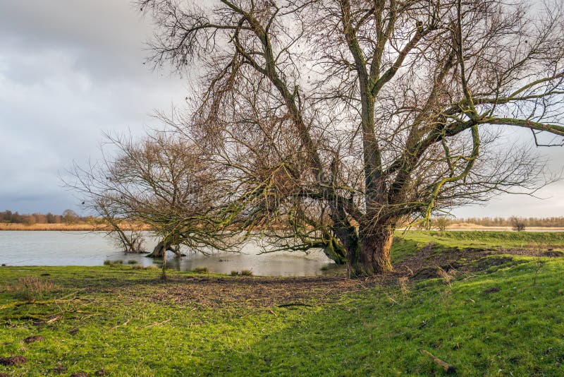 Tree with Whimsical Bare Branches at the Water S Edge Stock Photo ...