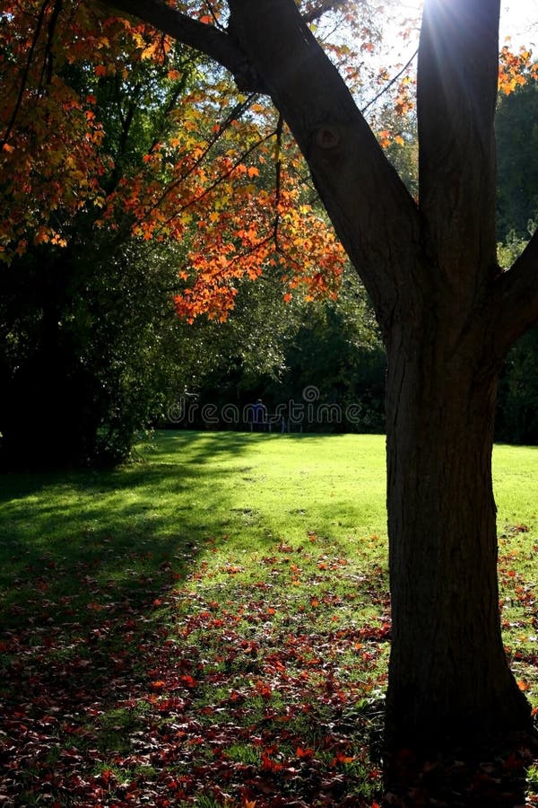 Tree whisper stock photo. Image of green, seasonal, live - 1493218
