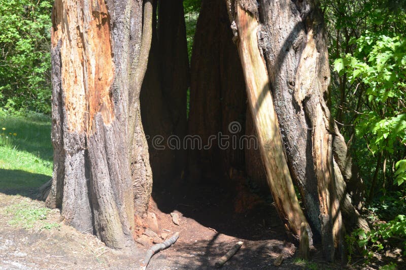 Tree at Whistler Mountain Canada Stock Image - Image of inspiration ...
